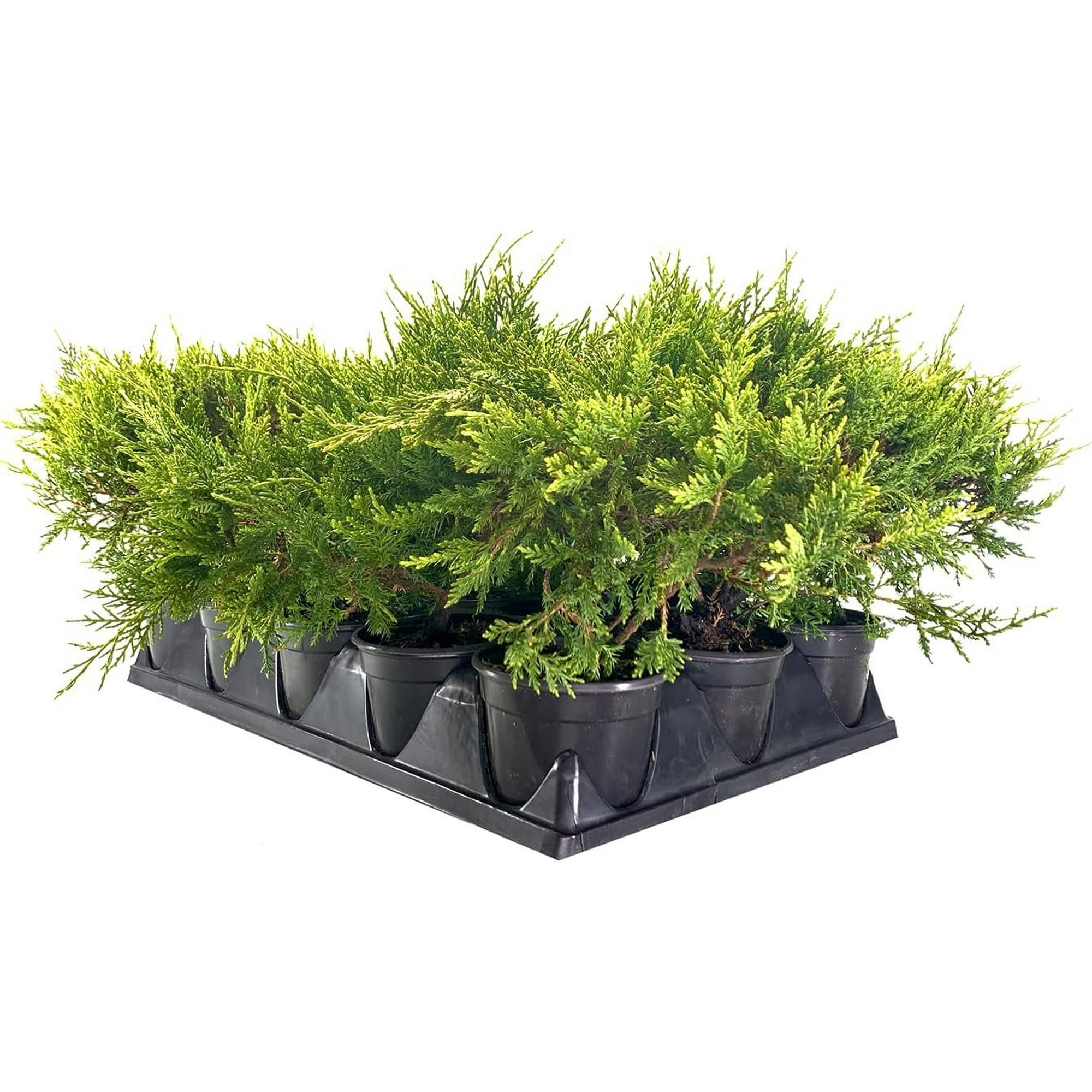 Old Gold Juniper Hedge