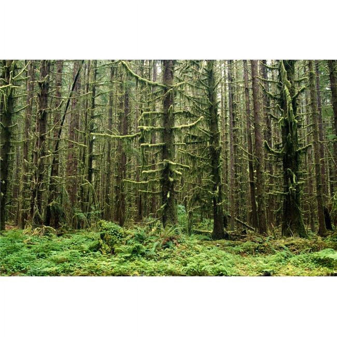 Old Growth Forest in The Hoh Rain Forest At Olympic National Park ...
