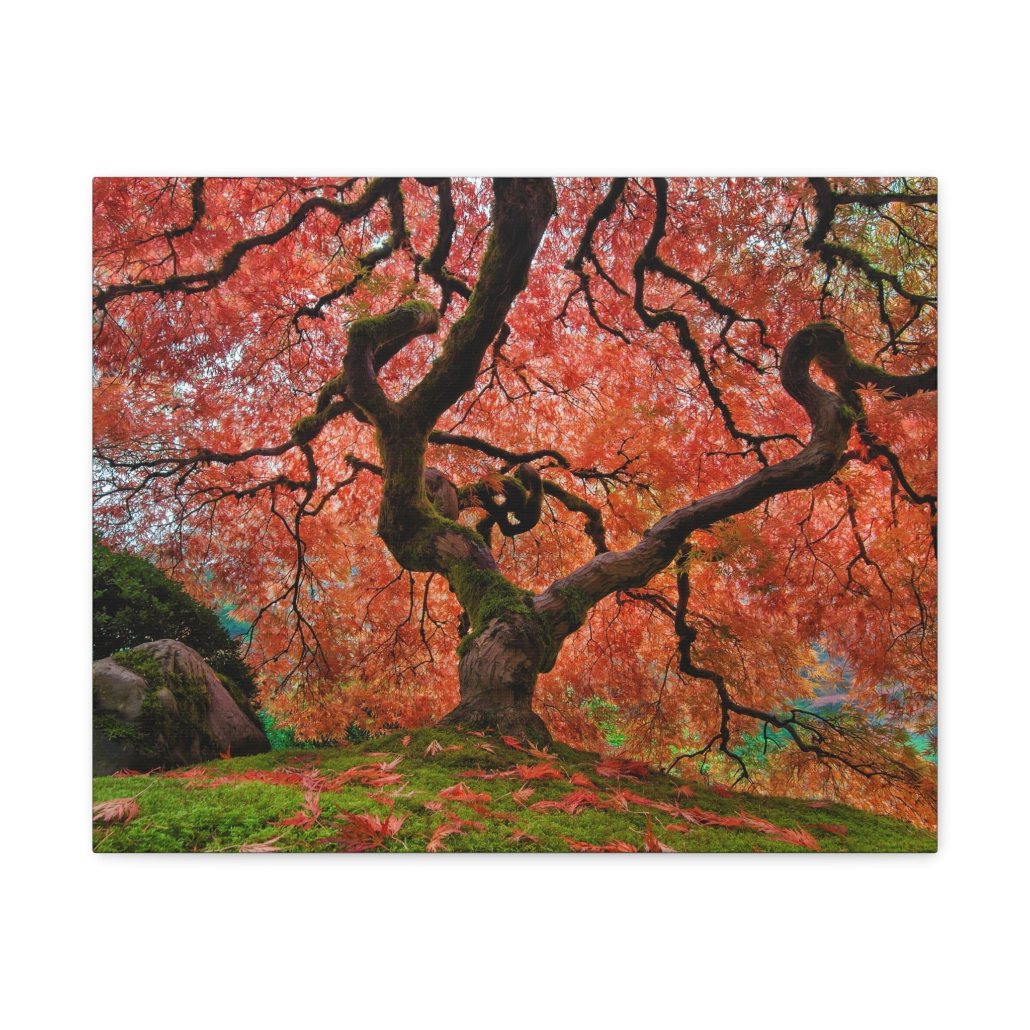 Old Japanese Maple Tree In Japanese Garden Canvas Wall Art for Home ...