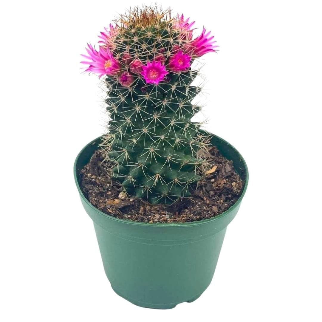 Old Lady Cactus, Old-Lady Pincushion, Mammillaria hahniana - Walmart.com