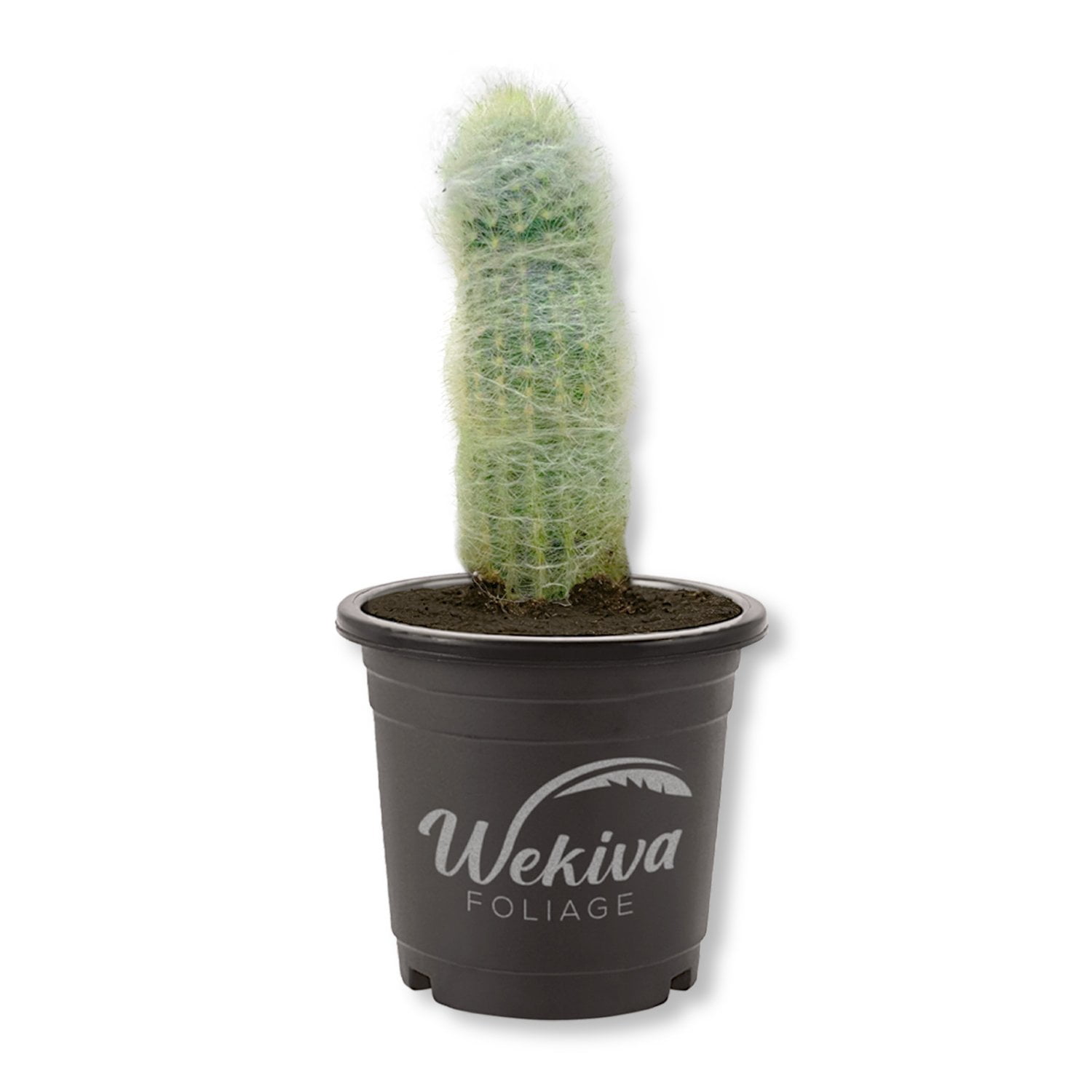 Old Man Cactus - 5 Live Plants in 4 Inch Growers Pots - Cephalocereus ...