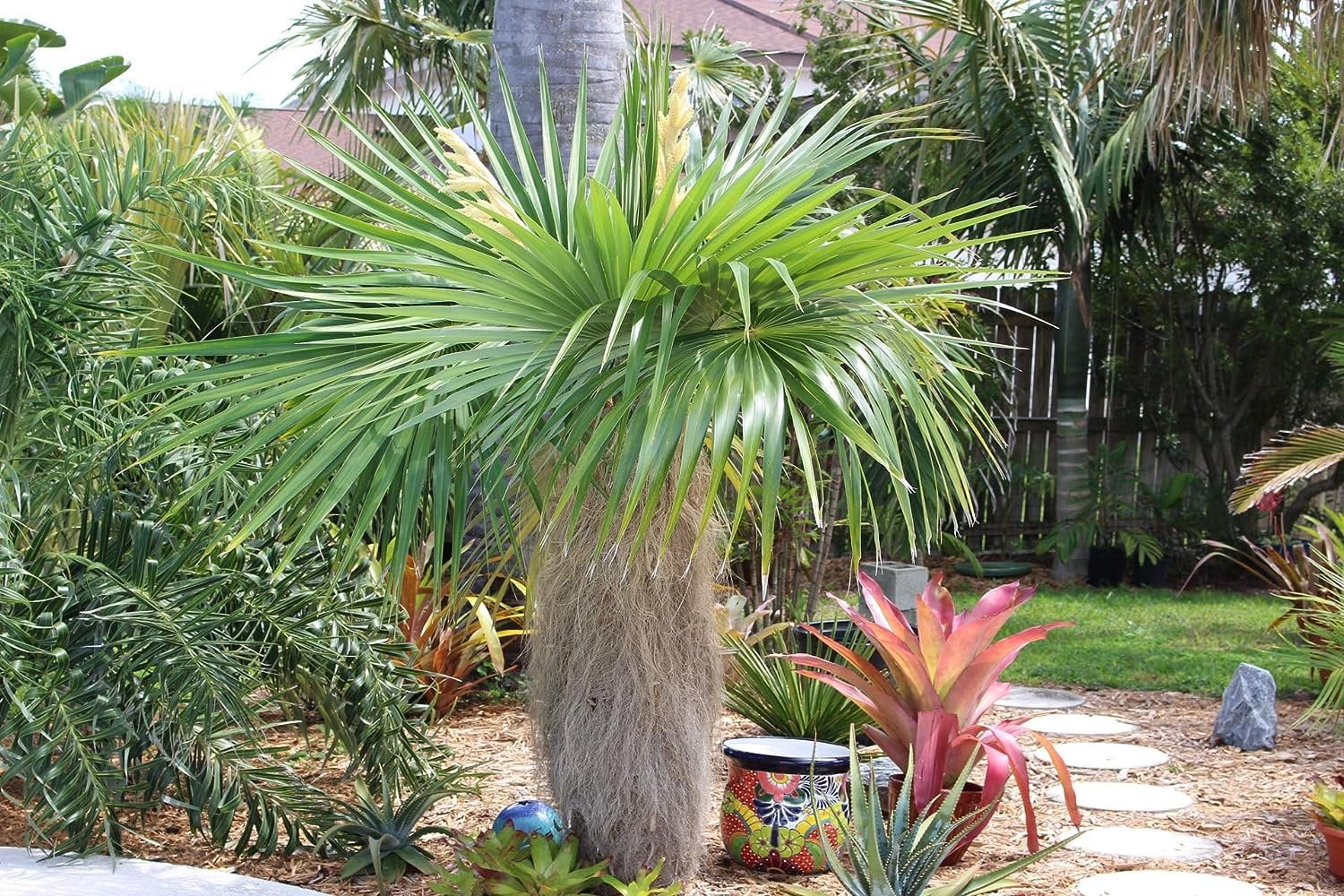 Old Man Palm - 15 Live Plants in 4 Inch Pots - Coccothrinax Crinita ...