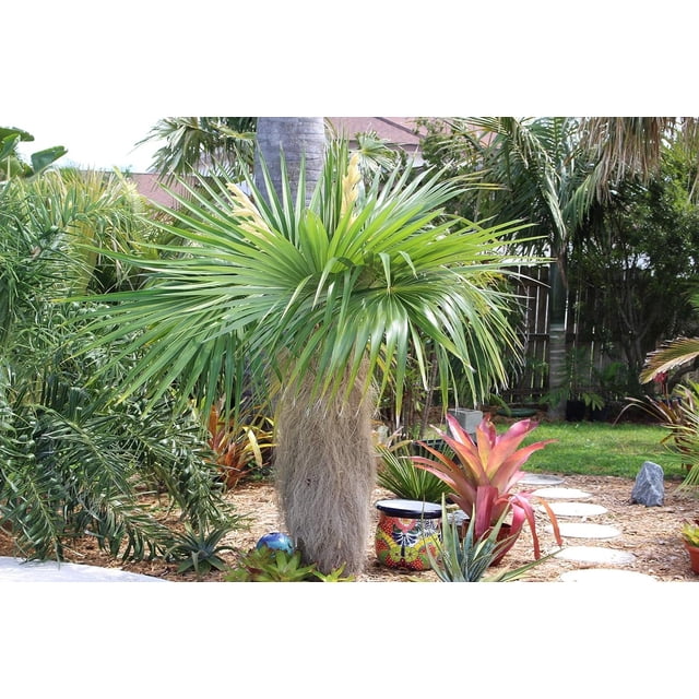 Old Man Palm - 15 Live Plants in 4 Inch Pots - Coccothrinax Crinita ...