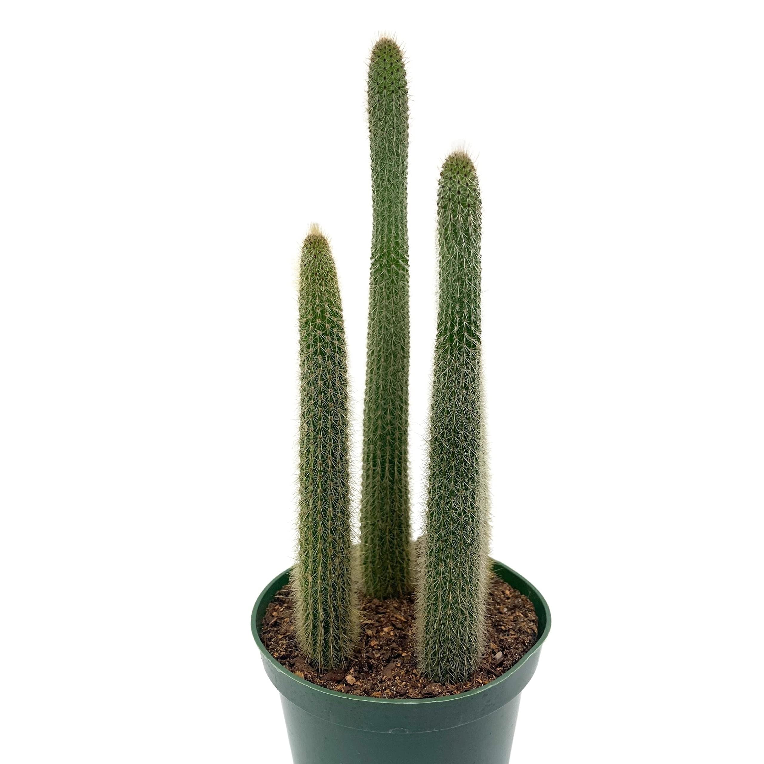 Old Man of The Andes, 6 inch, Huge Cactus, Oreocereus celsianus, Hairy ...