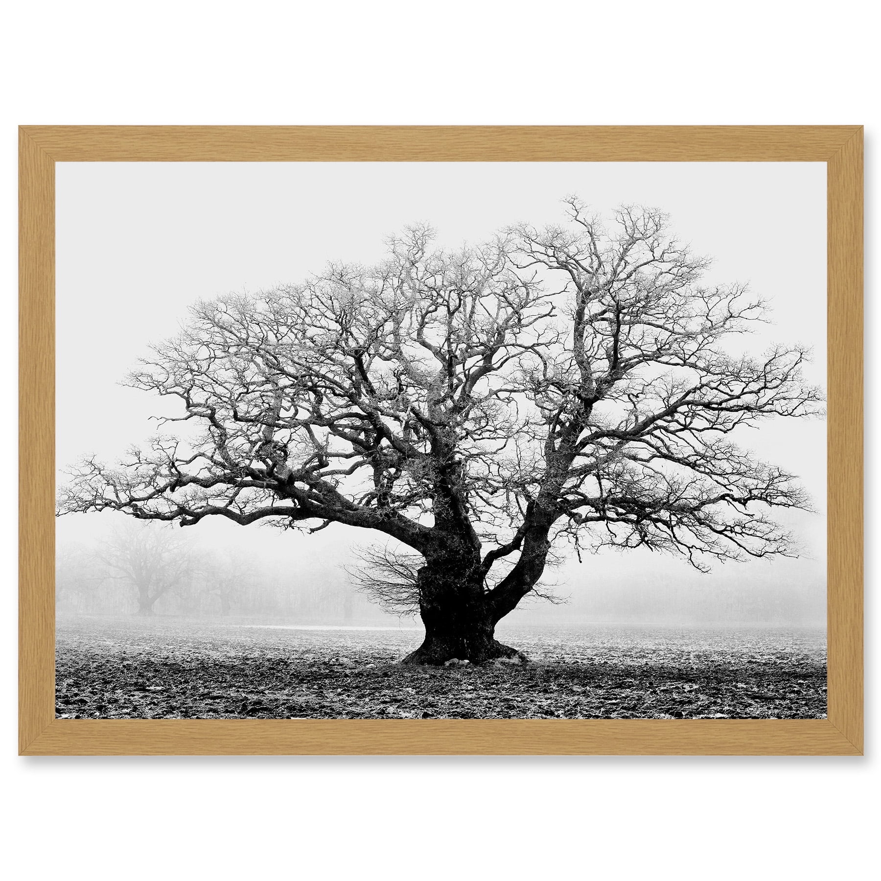 Old Oak Tree Black White In Mist Fog Photo A4 Artwork Framed Wall Art ...