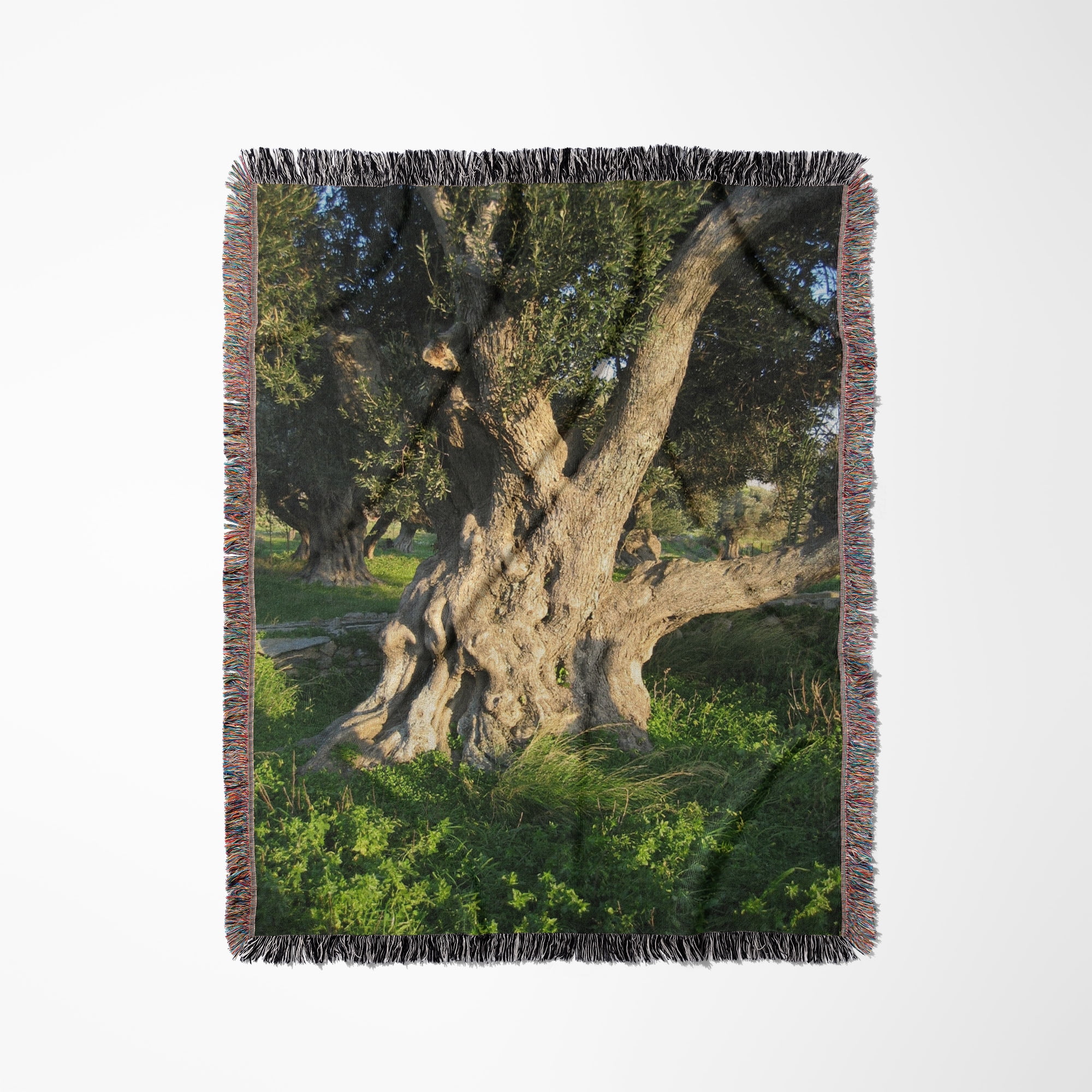 Old Olive Tree-The Olive Olea Europaea, A Small Tree In The Family ...