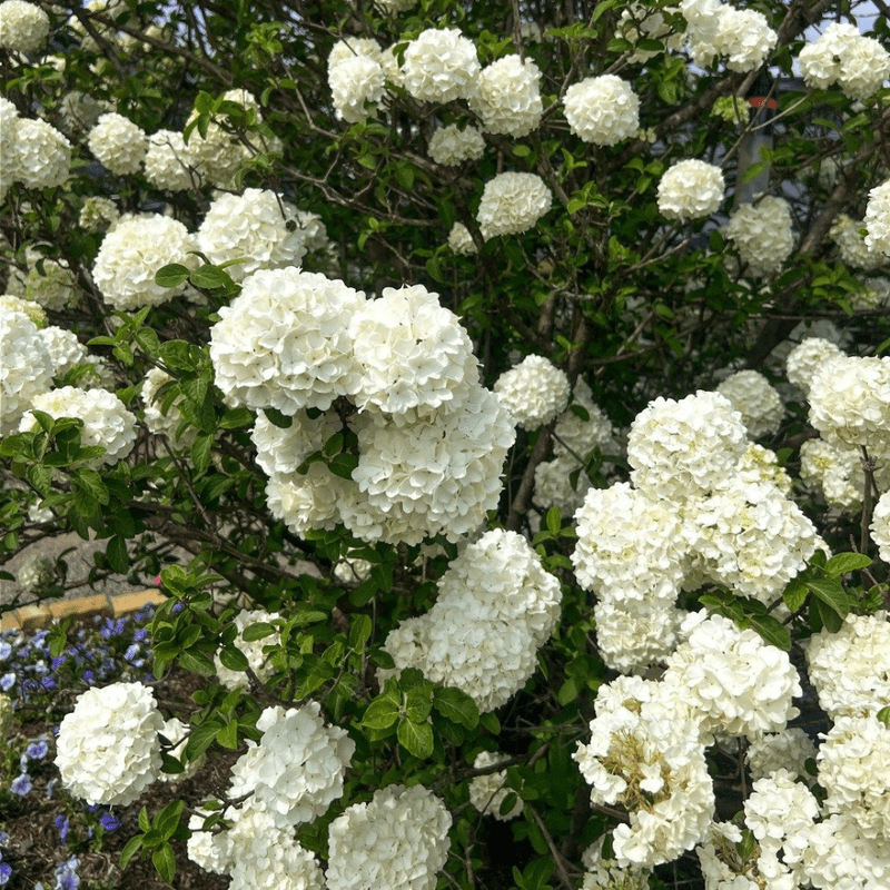 Old Snowball Viburnum Plant Live, Snowball Viburnum Flower, 4 Inches ...