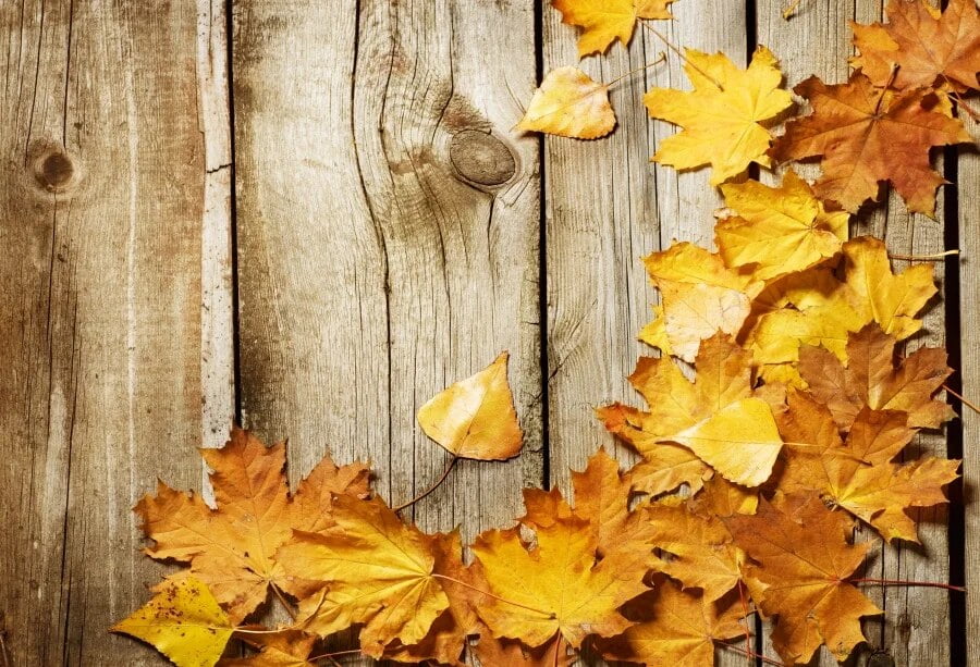 Old Wooden Board Maple Leaves Grunge Portrait Photography Backgrounds ...