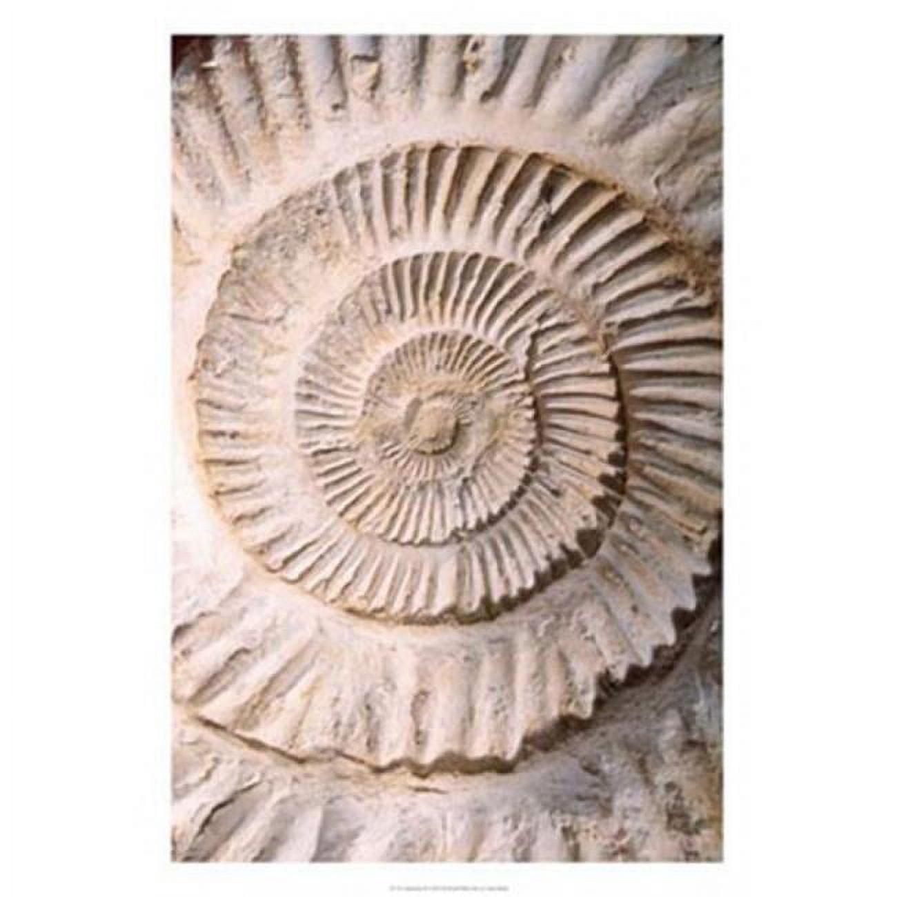 Old World Prints OWP83757Z Ammonite II Poster Print by Vision studio ...