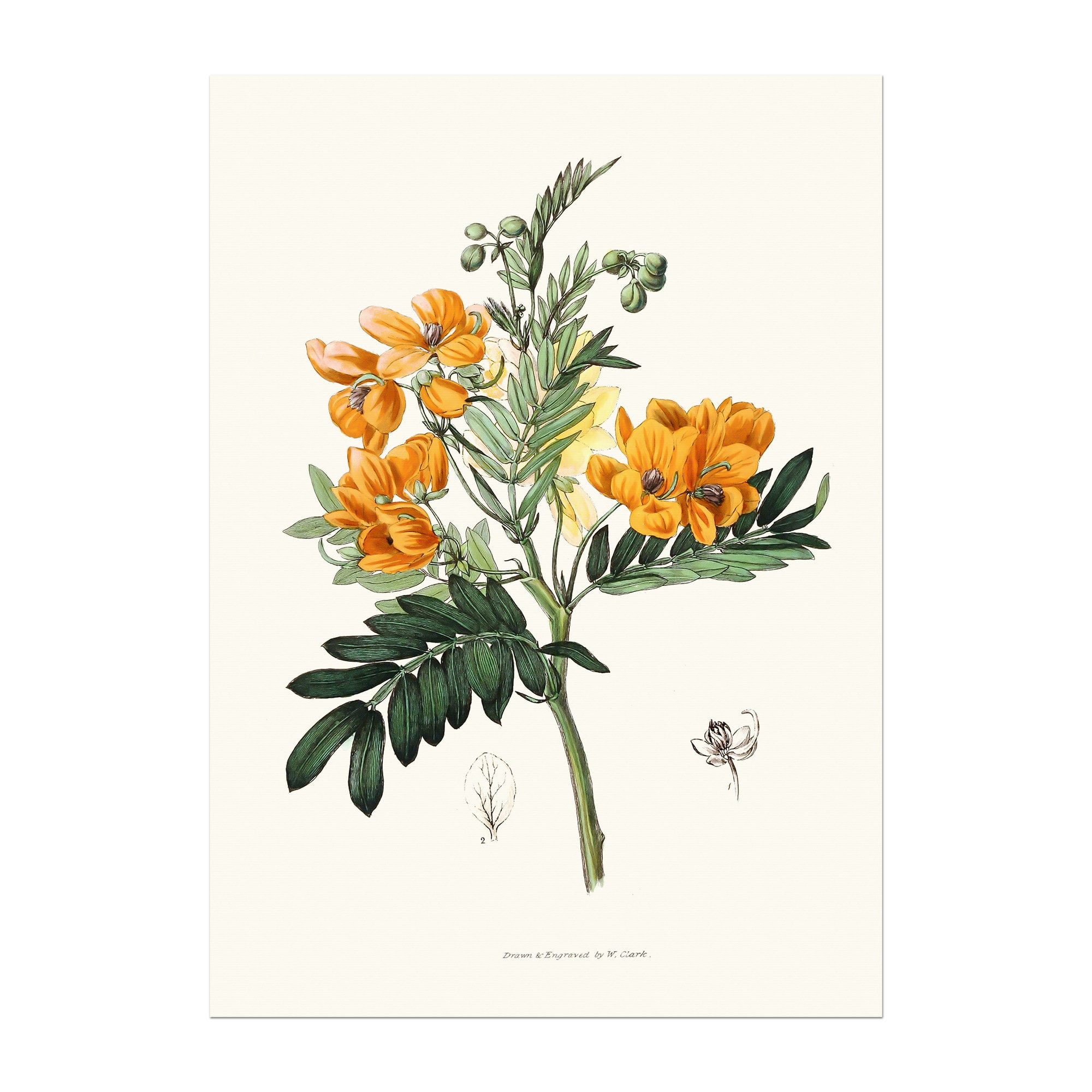 Old beautiful Vintage Botanical Herbal drawing of the Sweet-scented ...