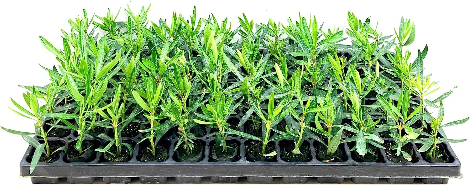 Oleander Petite Pink 3 Live Plants Nerium Compact Dwarf Evergreen Shrub ...
