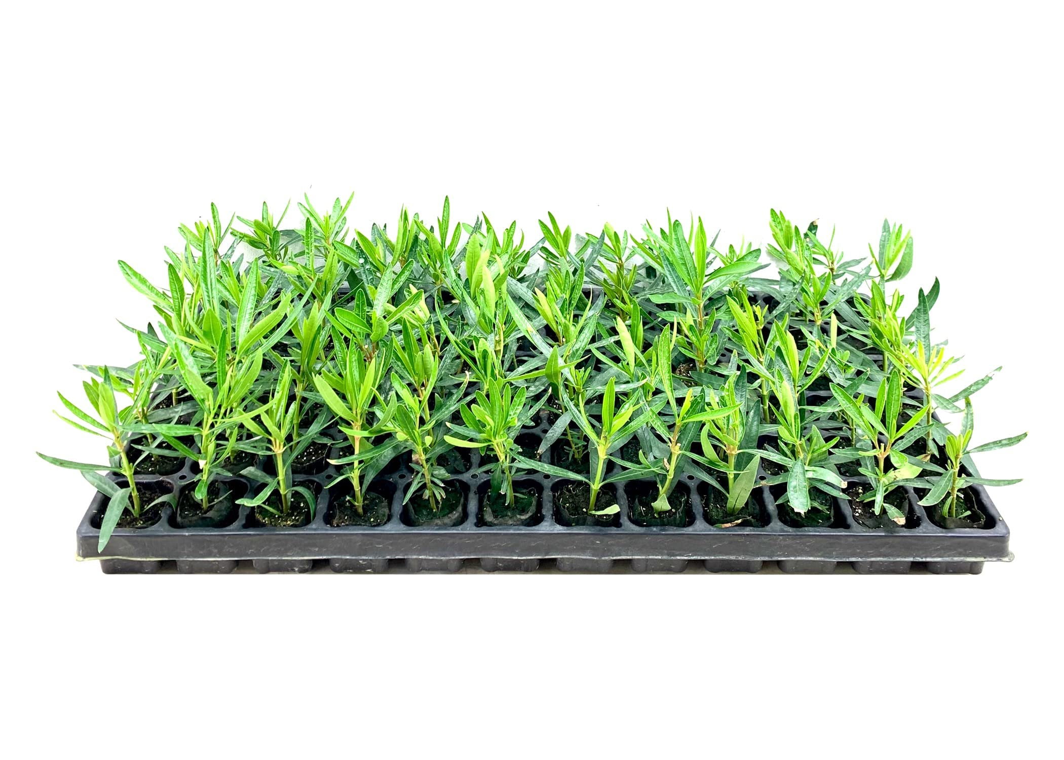 Oleander Petite Pink 30 Live Plants Nerium Compact Dwarf Evergreen ...