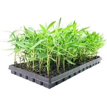 Live Christmas Tree Emerald Green Arborvitae (2.5 Quart) Evergreen ...