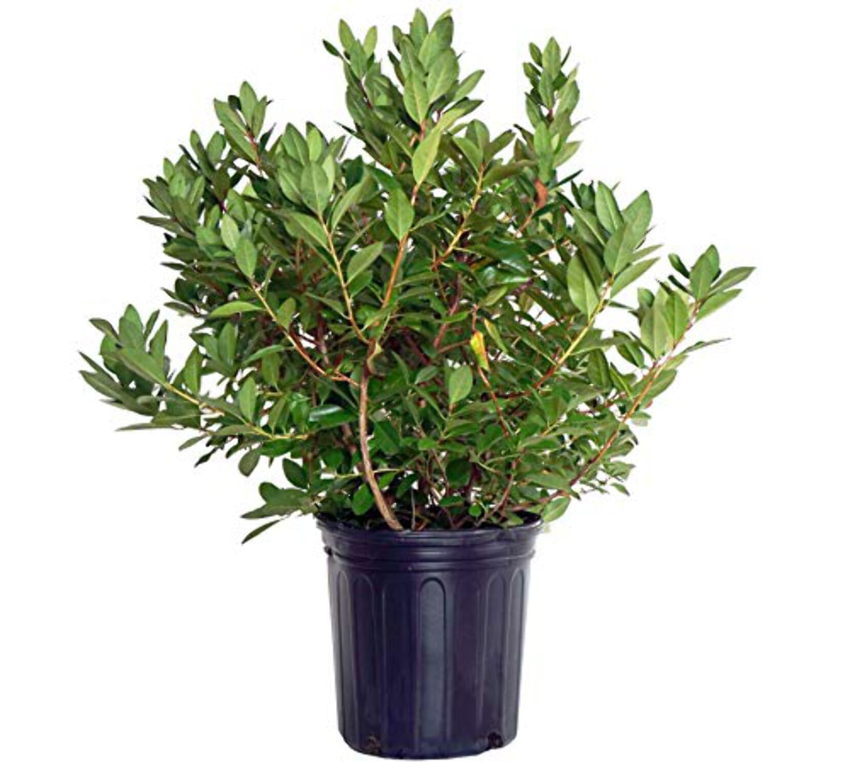 Olga Mezitt Rhododendron - Walmart.com
