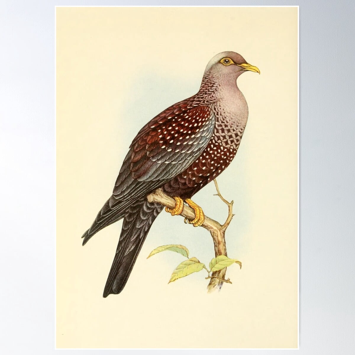 Olive Pigeon On A Branch Poster Wall Art, Modern Wall Decor For Living ...