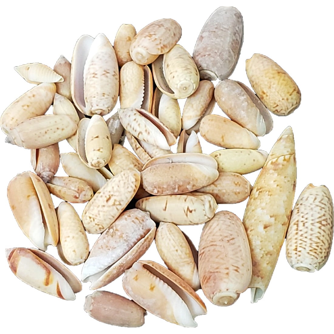 Olive Shells Bag .75-1.25" 1 Kilo - Walmart.com