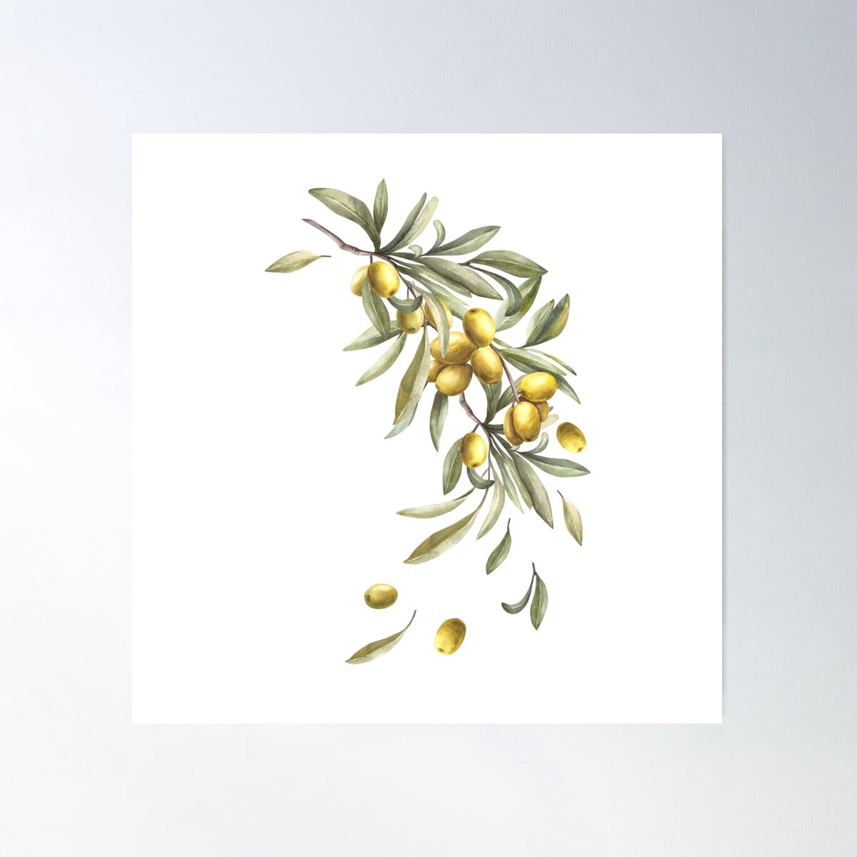 Olive Tree Branch, Leaves And Fruits Berry. Watercolor Painted Sticker ...