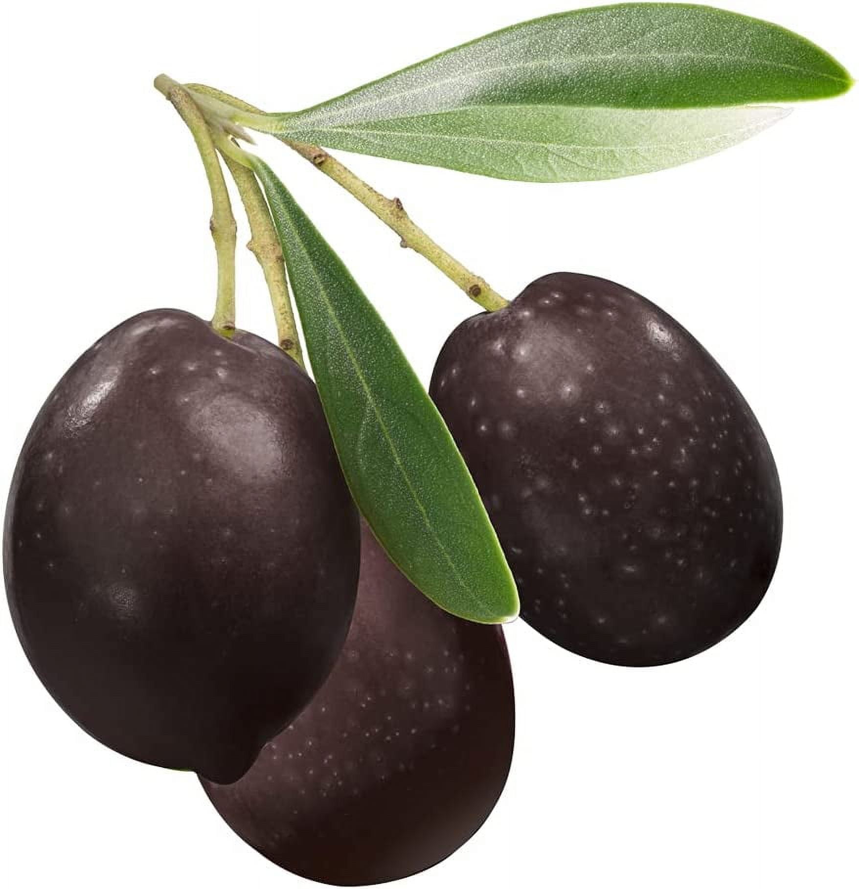 CZ Grain 10 Olea Europaea Plant Seed, Edible Olives - Walmart.com