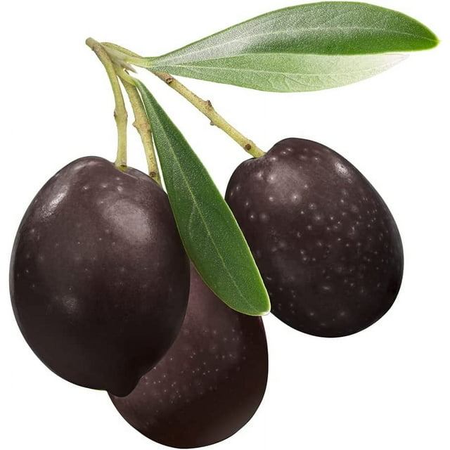 CZ Grain 10 Olea Europaea Plant Seed, Edible Olives - Walmart.com