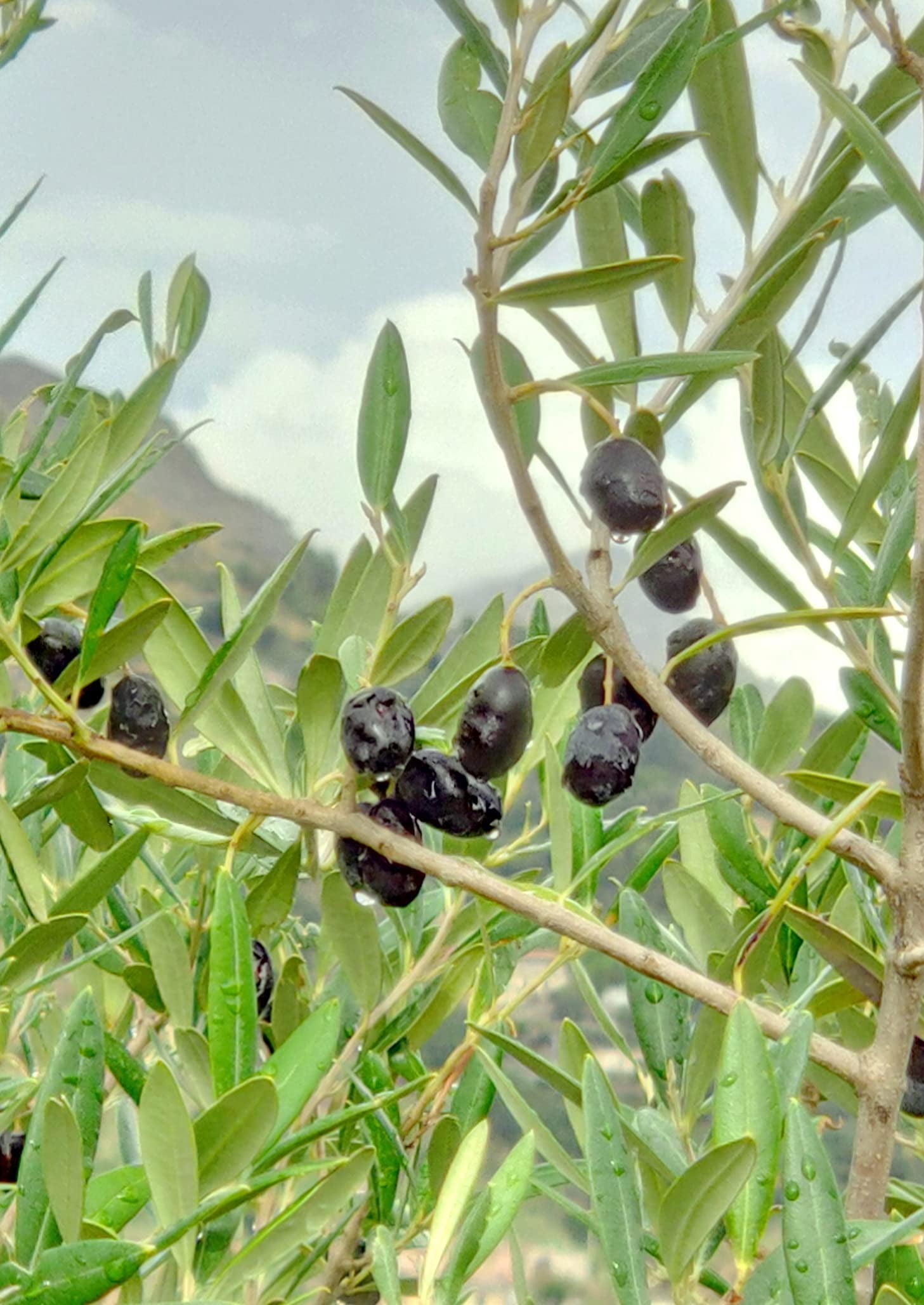 CZ Grain 25 Olive Tree Olea Europaea Plant Seeds - Walmart.com