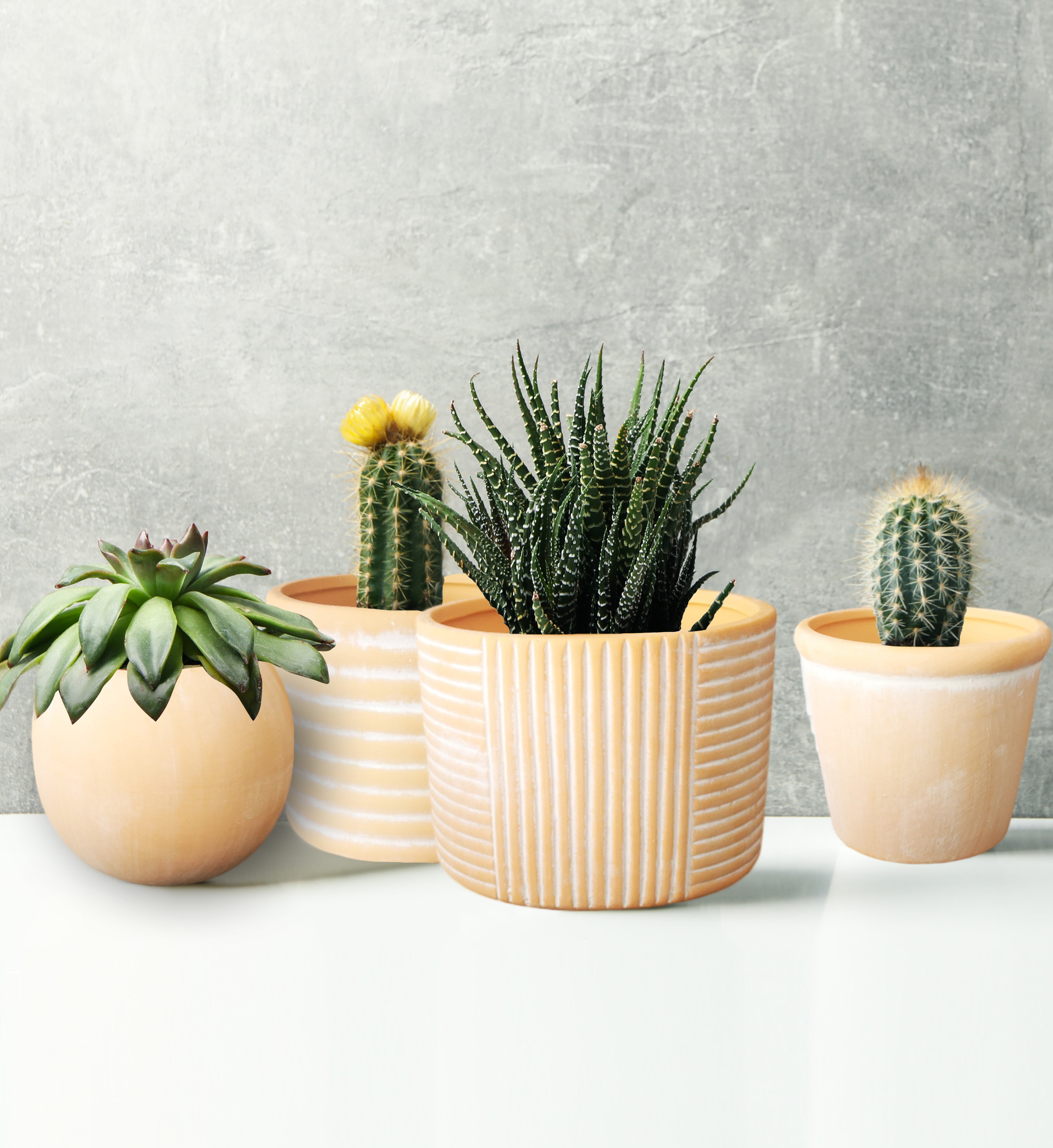 Olly & Rose 4" x 4" x 4" Round Orange Terracotta Plant Pots with ...