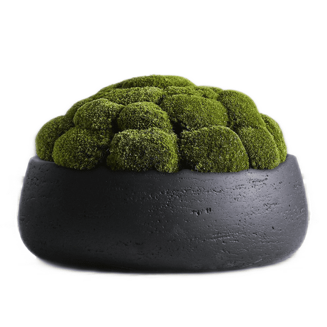 Olly & Rose Matte Black Ceramic Large Bowl Planter Shallow Decorative ...