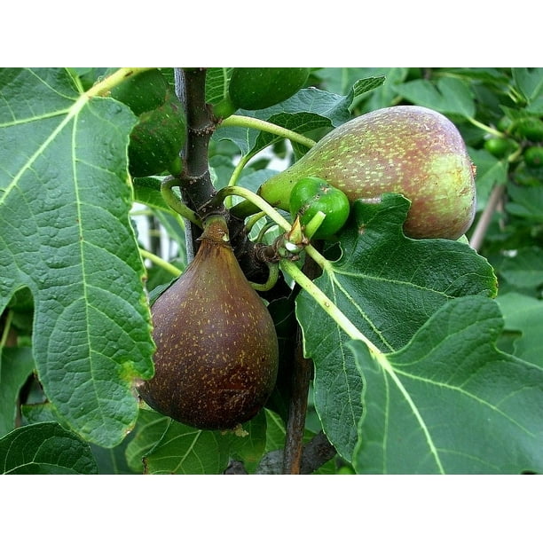 Olympian Fig Tree - Nutritious Tangerine Size Super Sweet, Cold Hardy ...