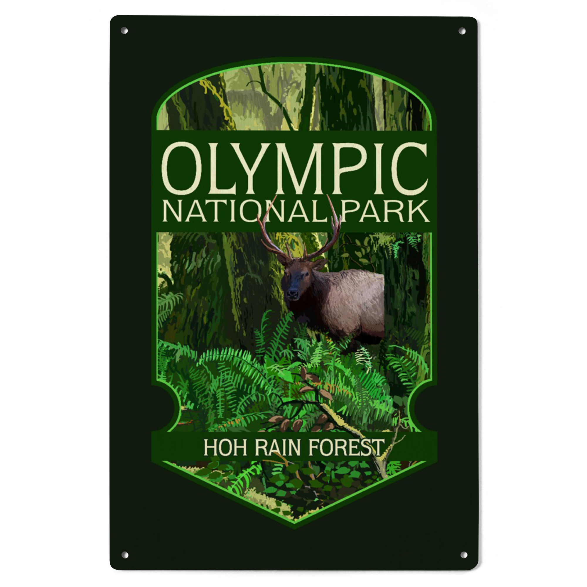 Olympic National Park, Washington, Hoh Rain Forest, Contour Birch Wood ...