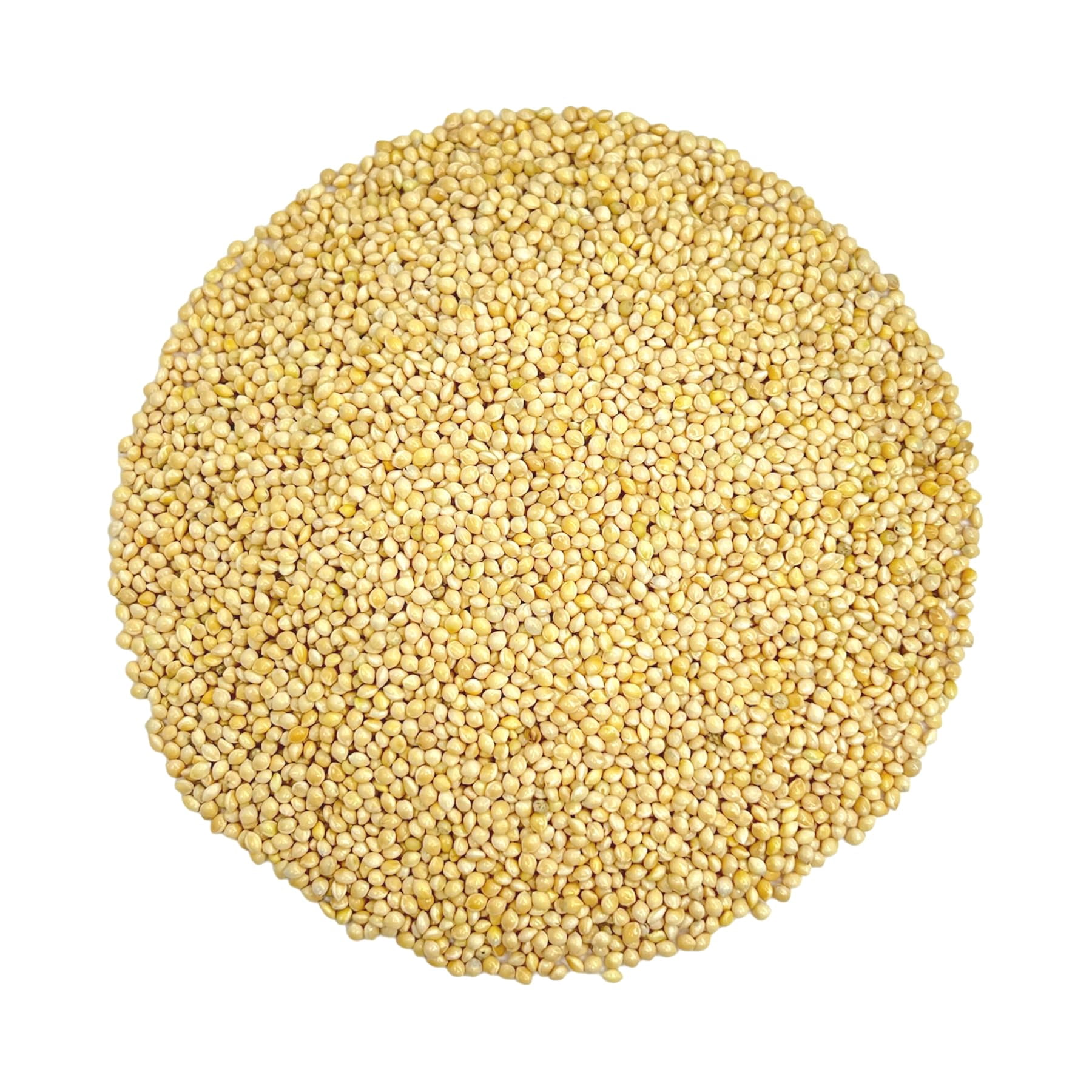 Olympus Myco White Proso Millet Seeds for Birds - 10 lbs Unhulled, Bulk ...