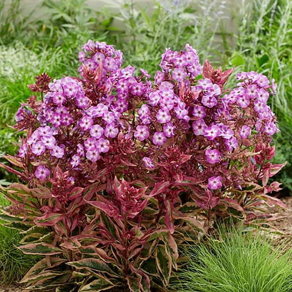 Phlox Plants in Perennials - Walmart.com