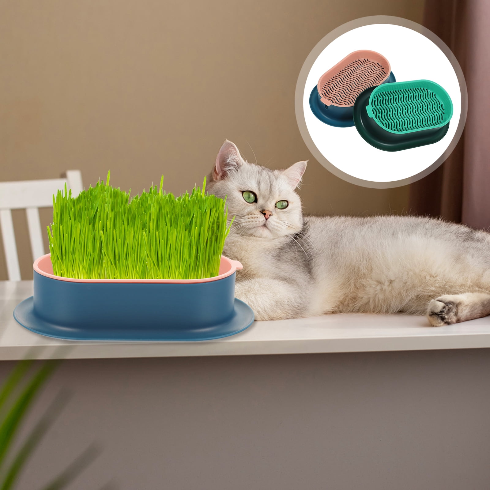 Omeite Cat Snacks Catnip Planting Hydroponic Box Cat Grass Pot Contrast ...