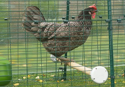 Omlet Chicken Perch | Enhance Your Outdoor Chickens Run with a Fun ...