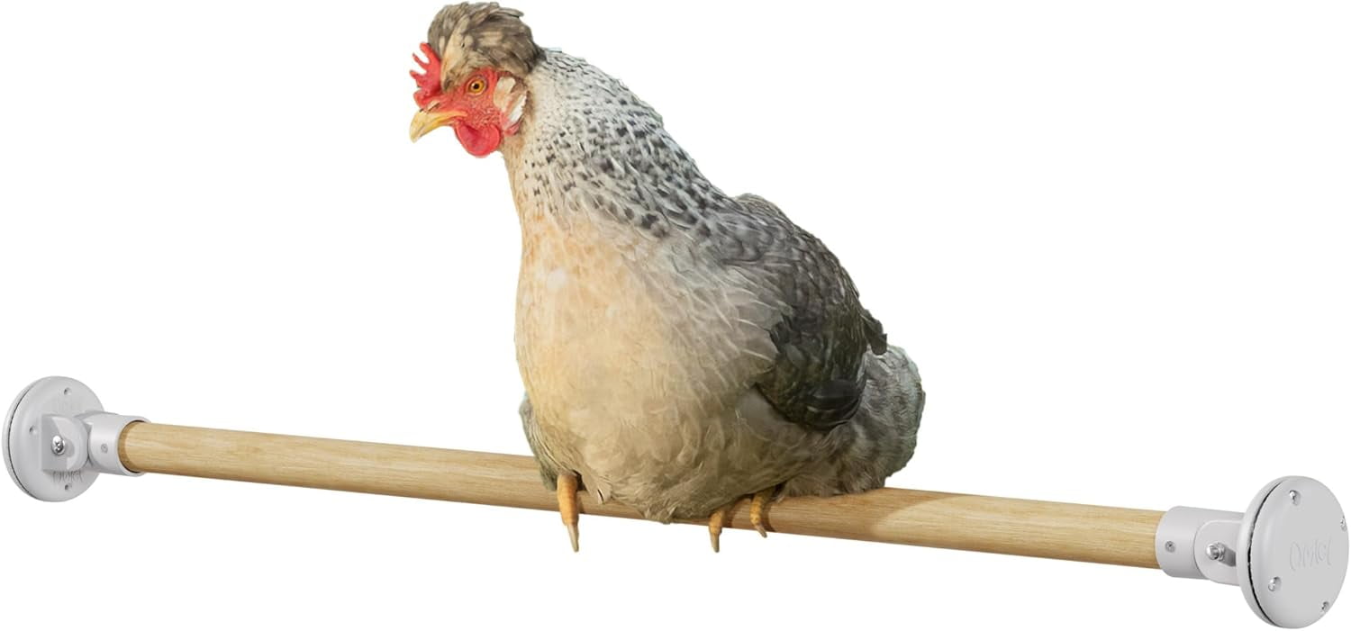 Omlet Chicken Perch | Enhance Your Outdoor Chickens Run with a Fun ...