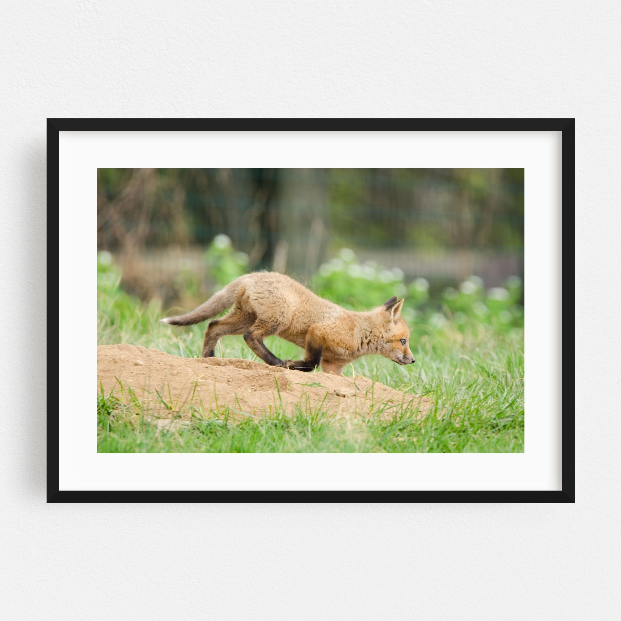 On The Move Wildlife Photography Print - Photography Fox Wildlife ...