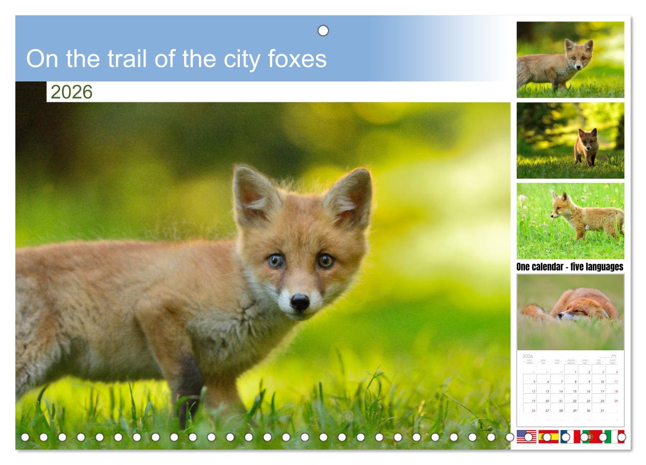 On the trail of the city foxes (Monthly Wall Calendar 2026 16.5 x 23.4 ...