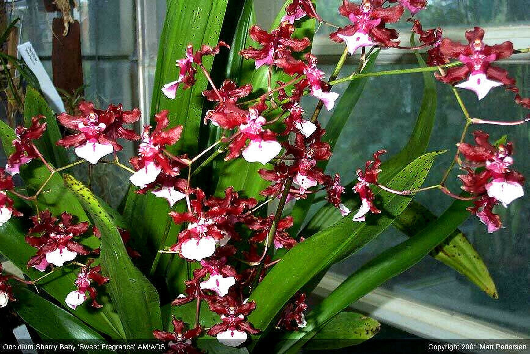 Onc Sharry Baby 'Sweet Fragrance' AM/AOS, orchid plant SHIPPED IN POT ...