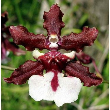 Just Add Ice 16-30" Purple Premium Orchid Live Plant in 5" White ...