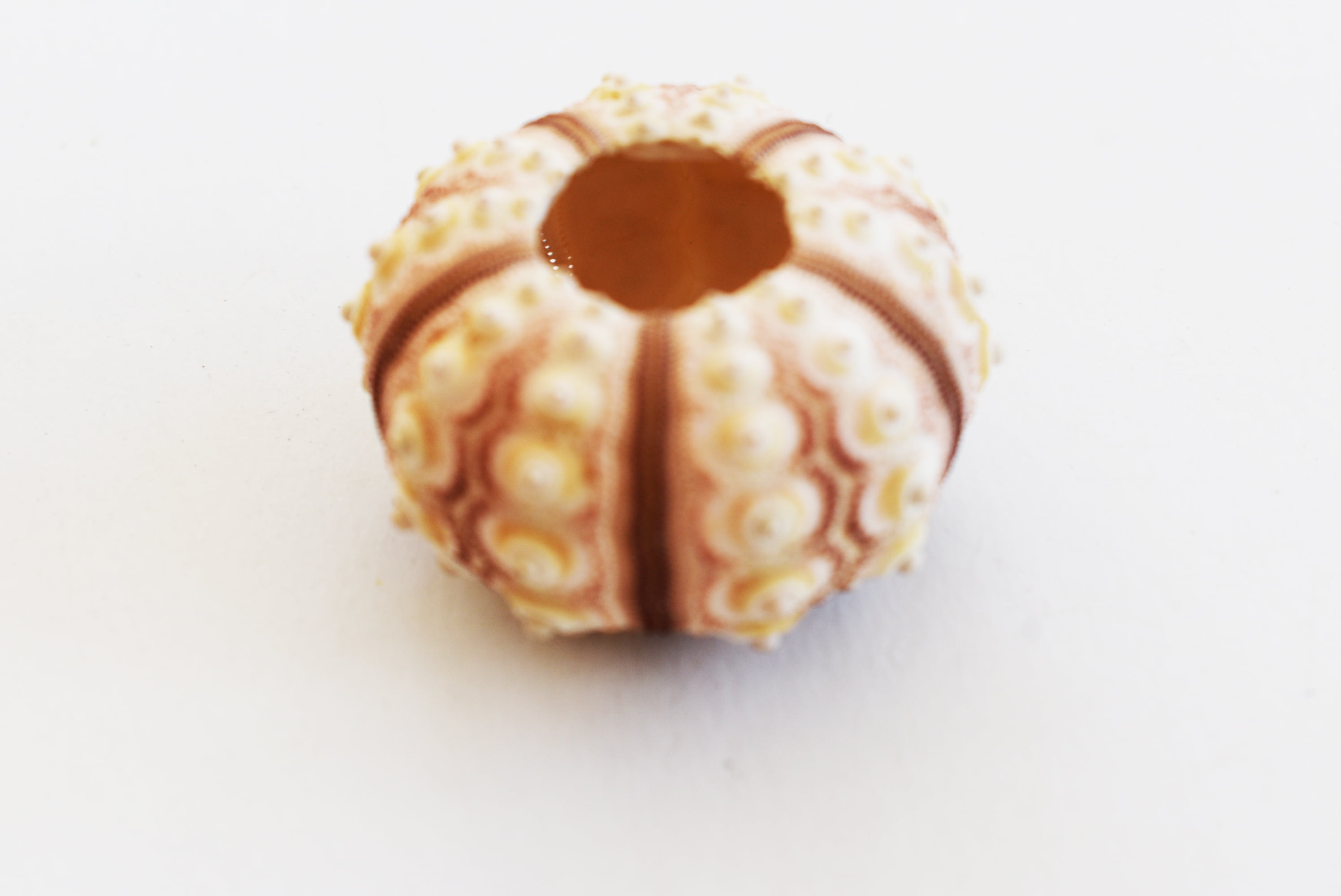One (1) Beautiful Sputnik Sea Urchin Shell (1-1 3/4" / 25-44mm) Beach ...