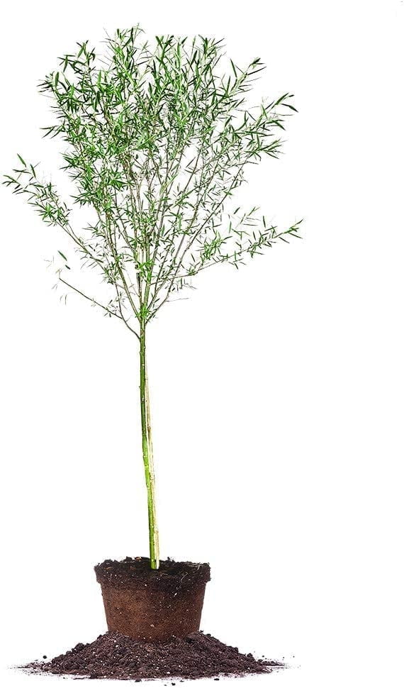 One 4-5 Foot Tall Weeping Willow Tree in a Grow Pot - Ready to Plant ...