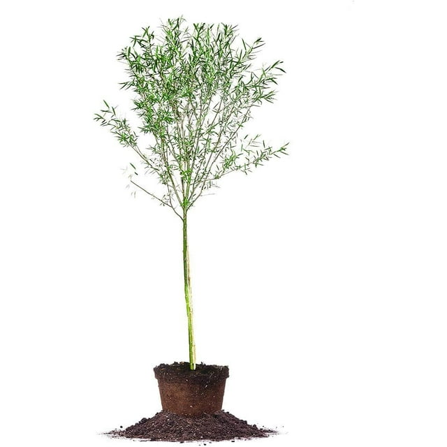 One 4-5 Foot Tall Weeping Willow Tree in a Grow Pot - Ready to Plant ...