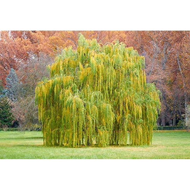 Golden Weeping Willow Tree Cutting - 5 Foot Tall, Ready to Plant ...