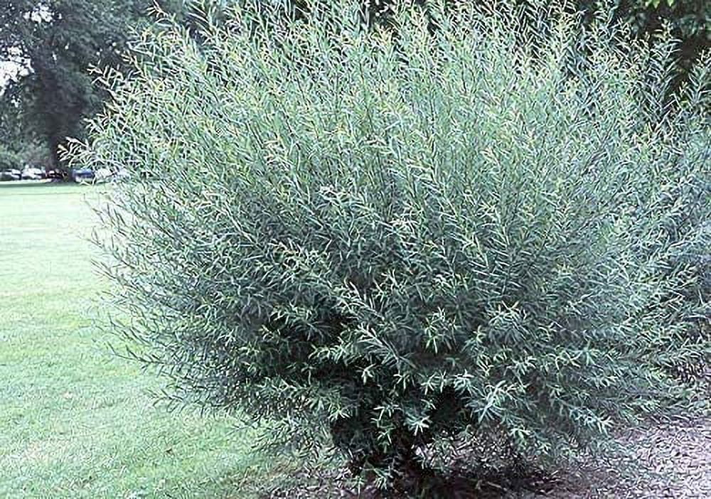 One Basket Willow Bush Cuttings -Salix purpurea - Prized for Branches ...