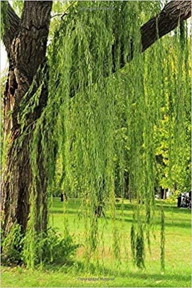 CZ Grain Bright Green Weeping Willow Cutting, 9 Inch, Wisconsin Root ...