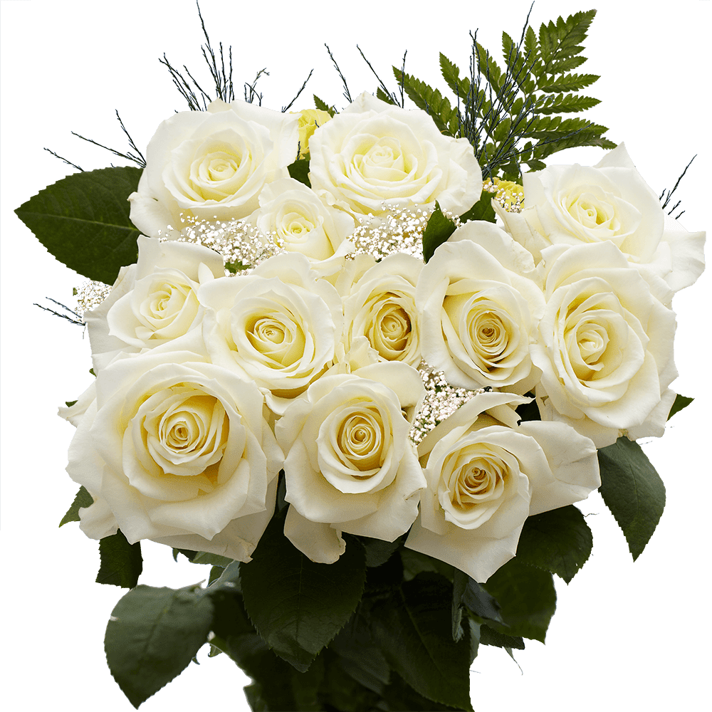 One Dozen White Roses with Baby's breath and Green- Fresh Flower ...
