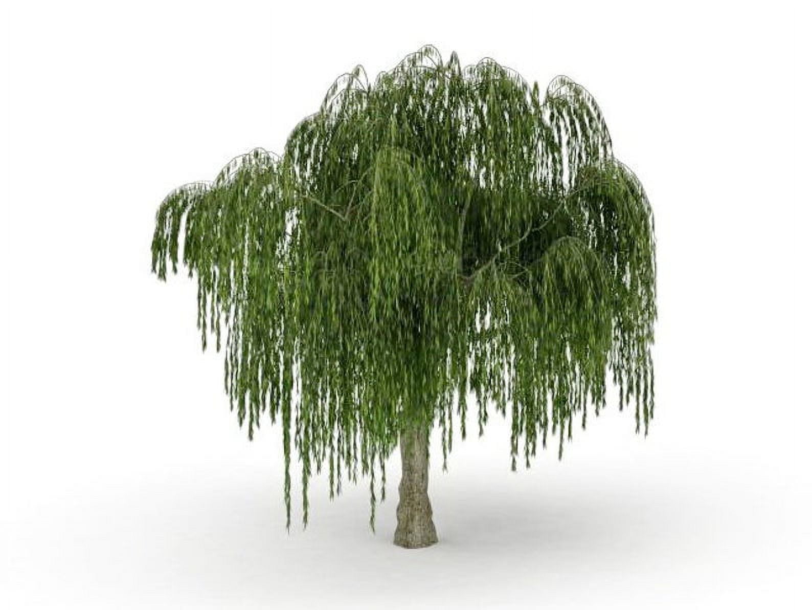 One Dwarf Weeping Willow Tree Cutting - Excellent Bonsai Tree - Indoor ...