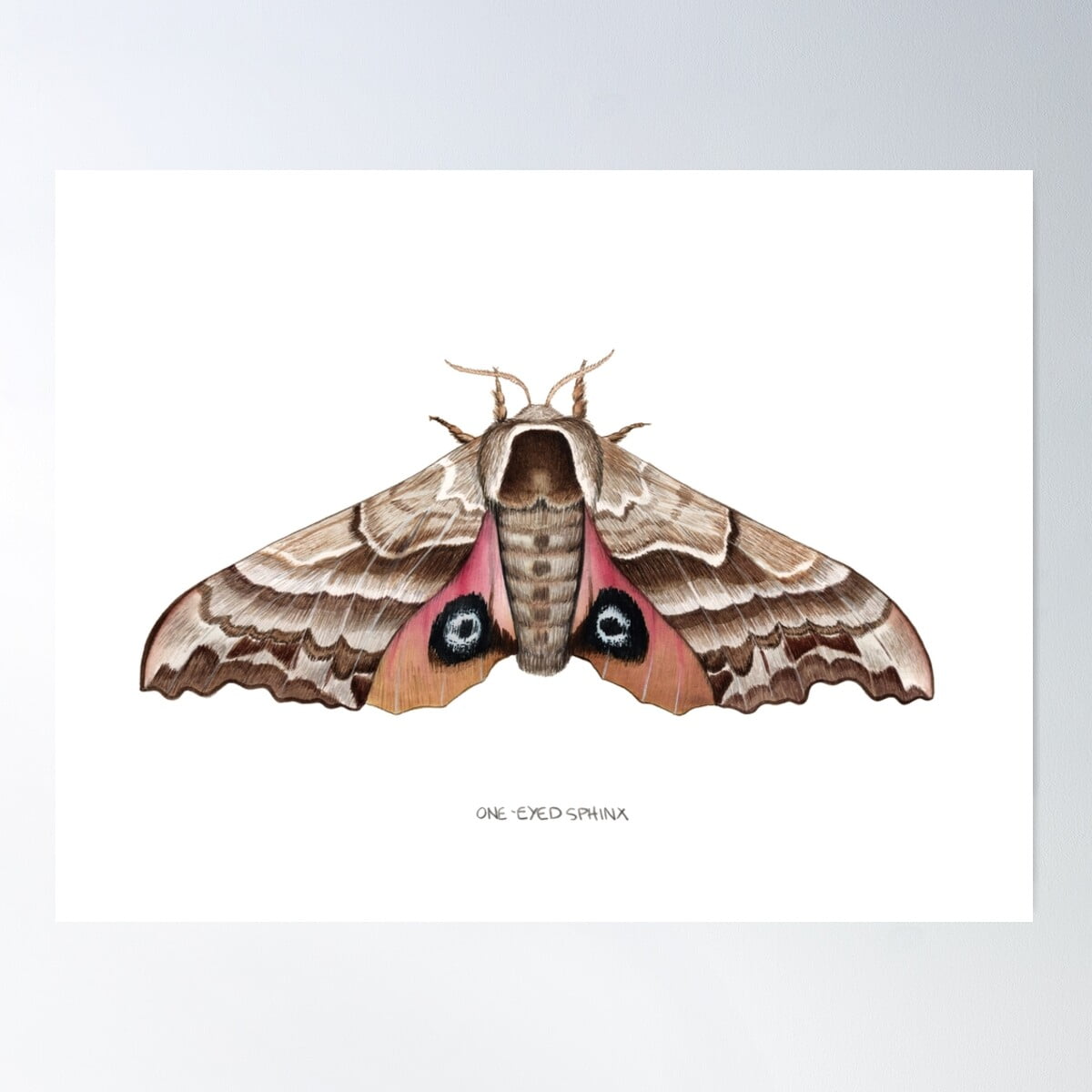 One-Eyed Sphinx Moth (Smerinthus Cerisyi) Poster Wall Art, Modern Wall ...
