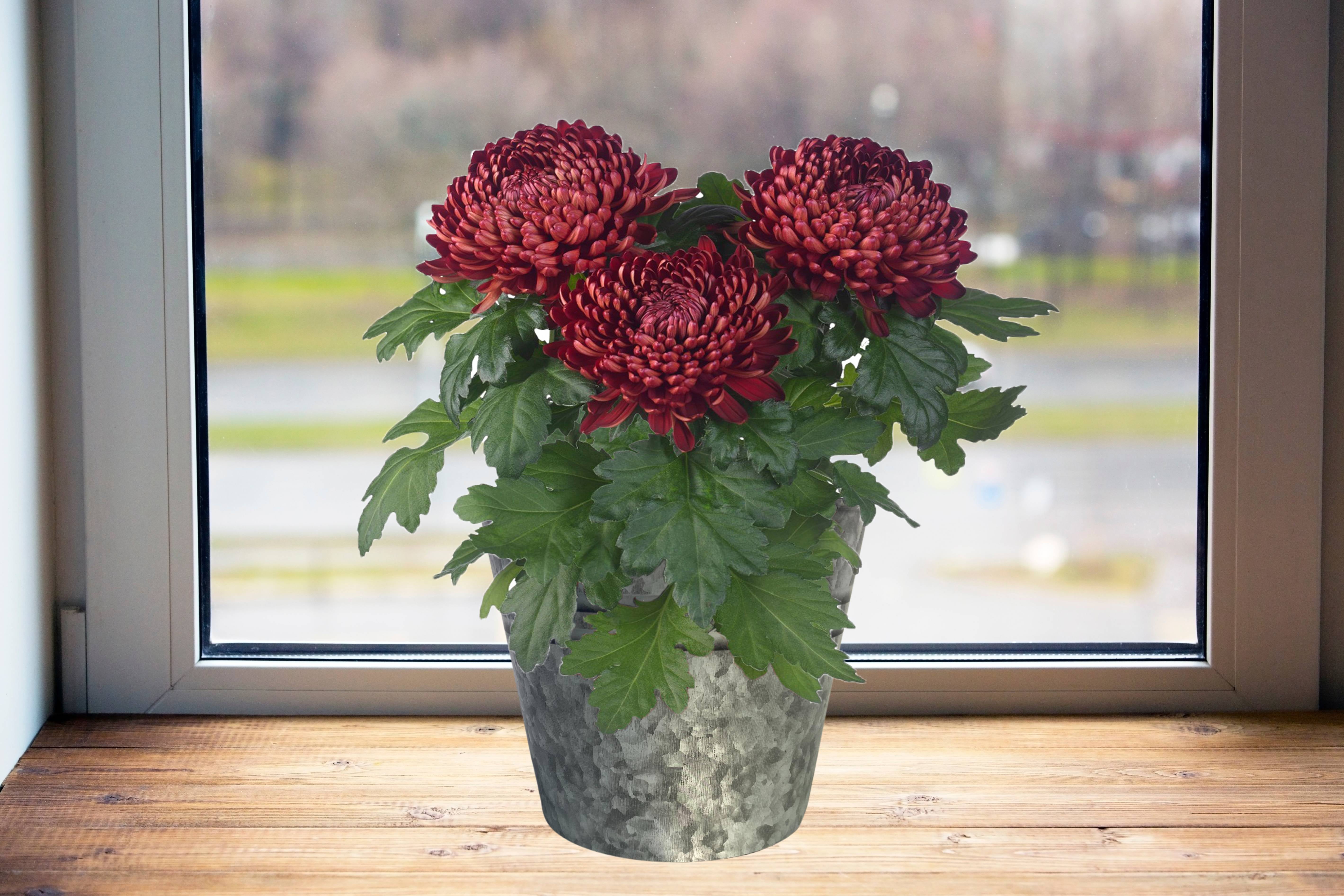 One Floral Cosmo Mum - Walmart.com