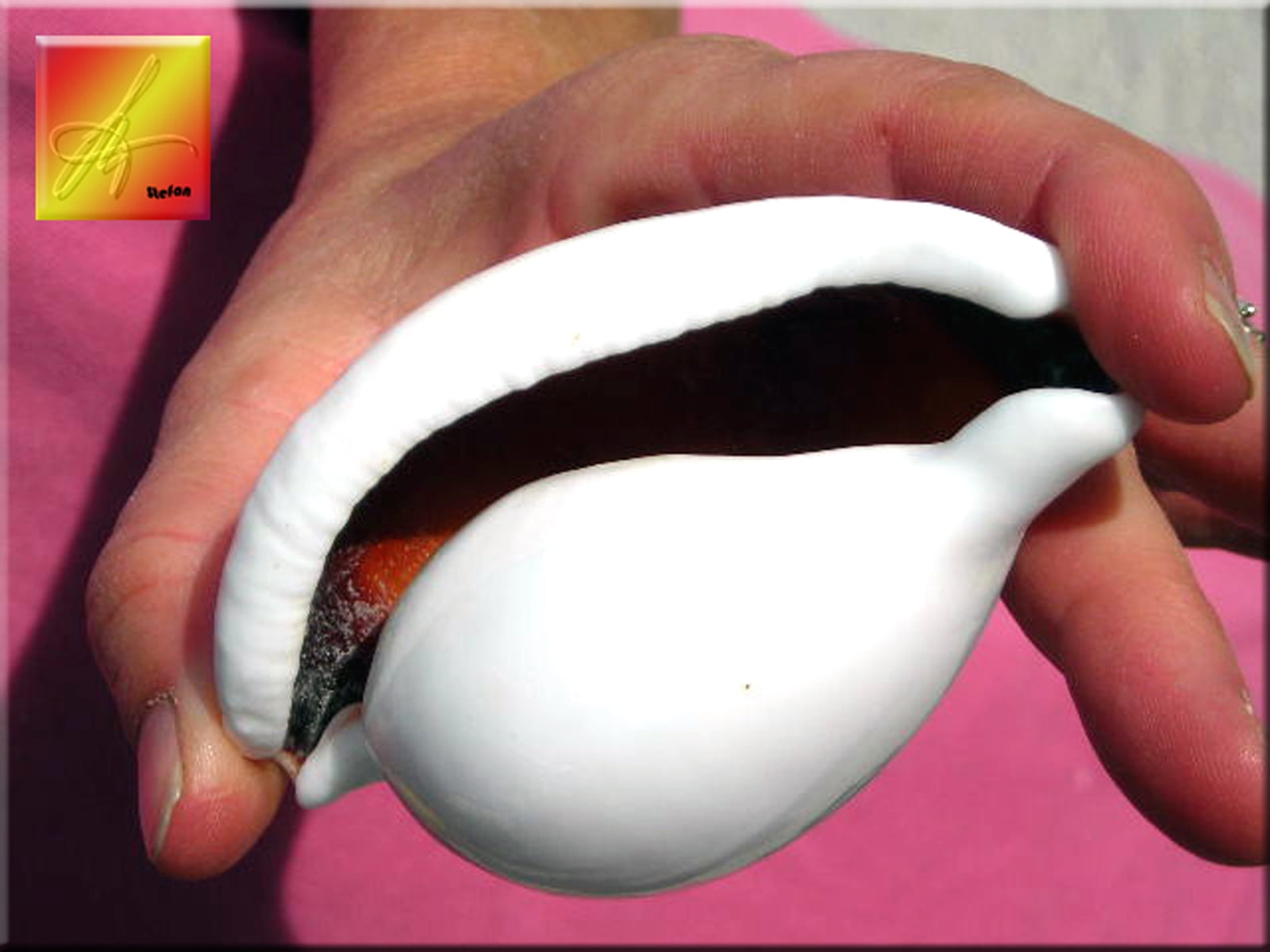 One Large White Egg Cowrie (Ovula Ovum) 3" Shell Seashell Beach Crafts ...