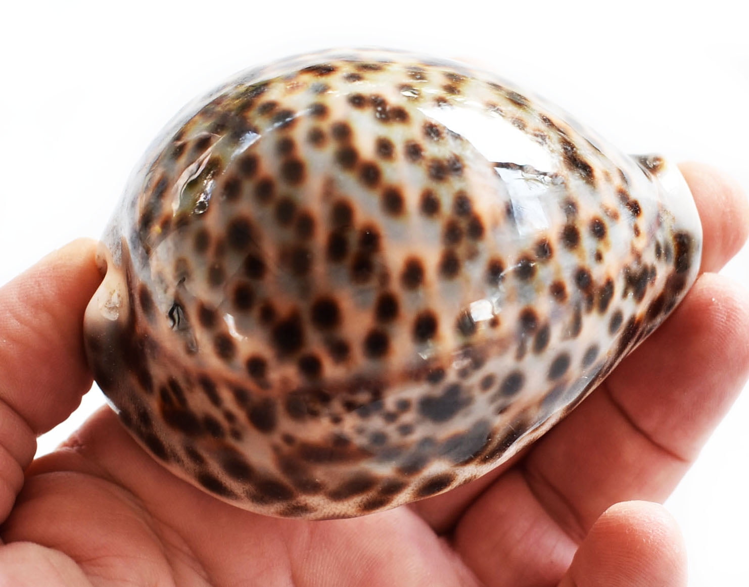 One Select Large Tiger Cowrie (Cypraea Tigris) Shell 3"+ (76-88 mm ...