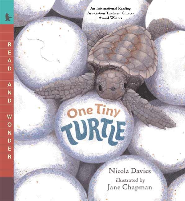 One Tiny Turtle: Read and Wonder (Paperback) - Walmart.com